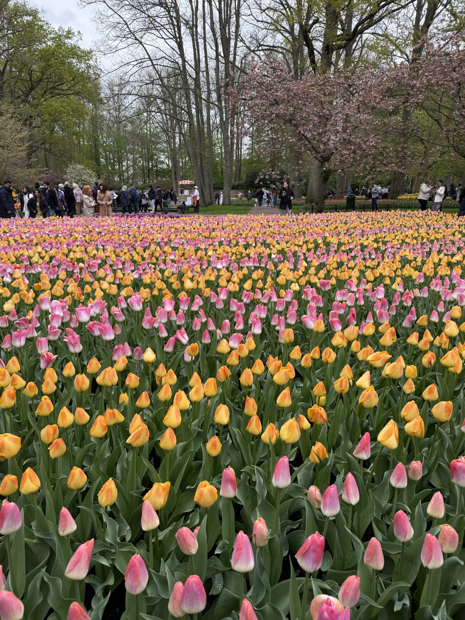 How to see the tulips in Amsterdam – Lily's Travel Journal