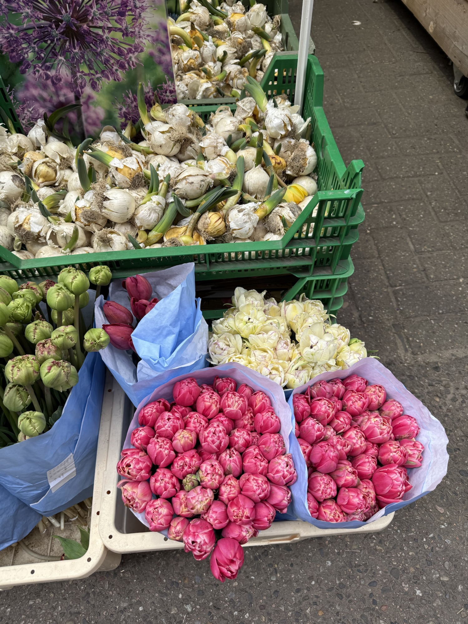 How to see the tulips in Amsterdam – Lily's Travel Journal